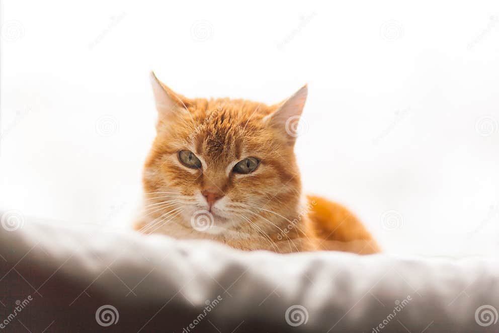 Cat watching at window stock image. Image of watch, cute - 44372675