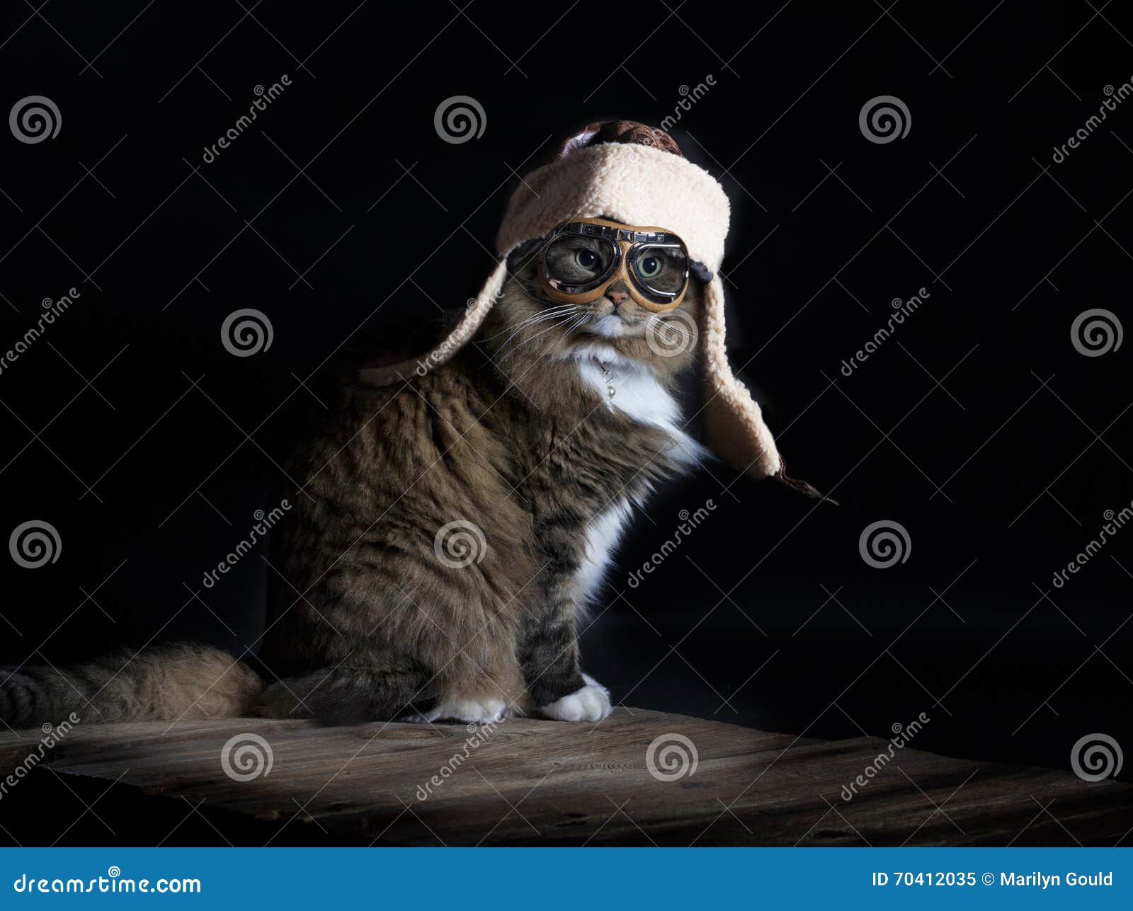 Cat Wearing Aviator Cap stock image. Image of feline - 70412035