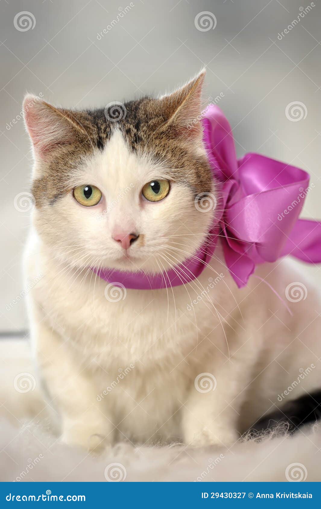 Cat wearing a bow stock image. Image of close, gazing - 29430327
