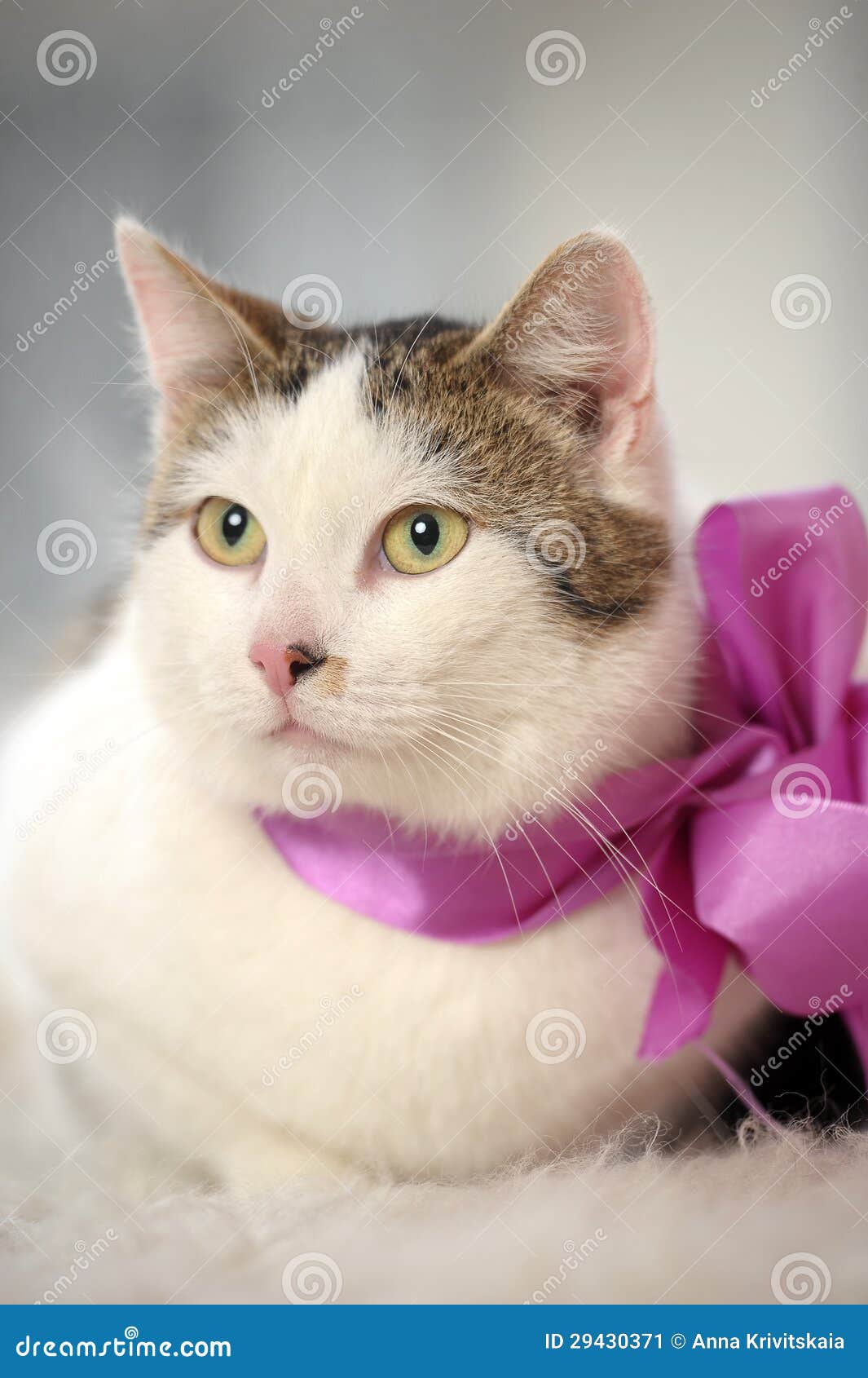 Cat wearing a bow stock image. Image of animals, face - 29430371