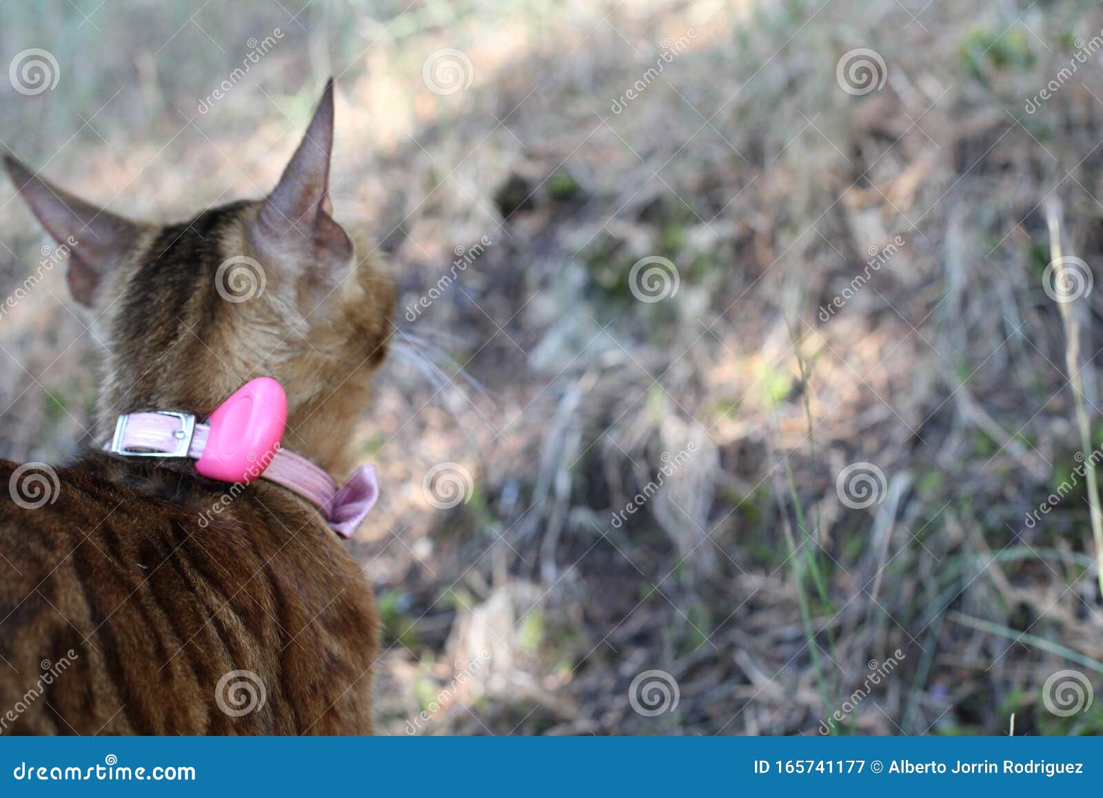 Cat Wearing Collar with GPS Tracking System Stock Image - Image of pets ...