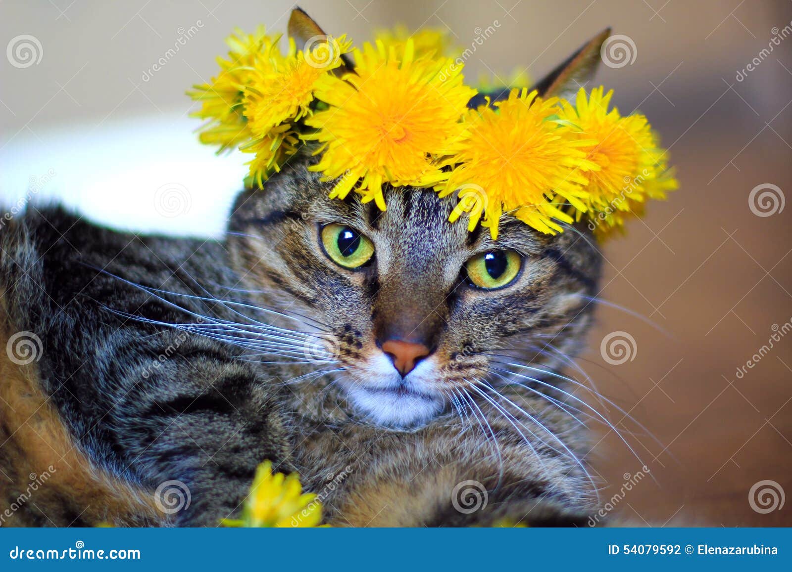 Cat Wearing Dandelions Flower Crown Stock Photo - Image of summer ...