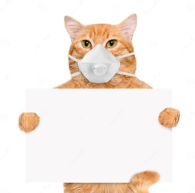 Cat Wearing a Face Protective Mask . Stock Photo - Image of female ...