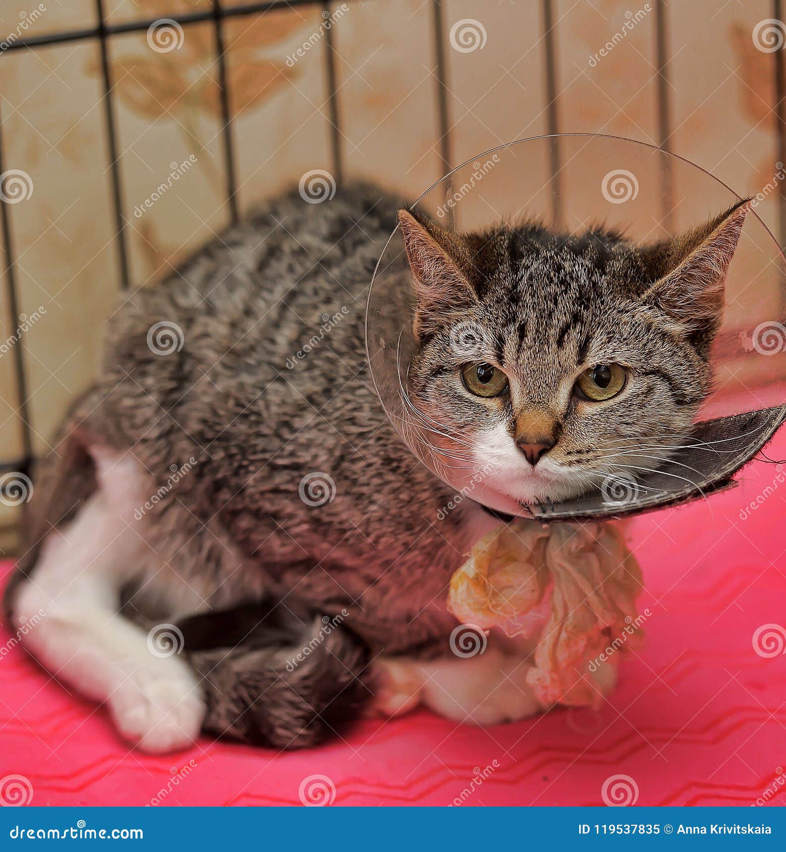 Cat Wearing a Funnel Collar Stock Image - Image of operation, illness ...