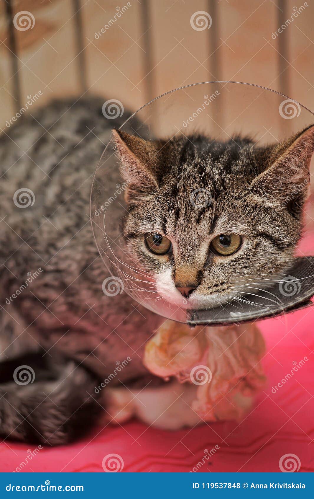Cat Wearing a Funnel Collar Stock Photo - Image of injury, health ...