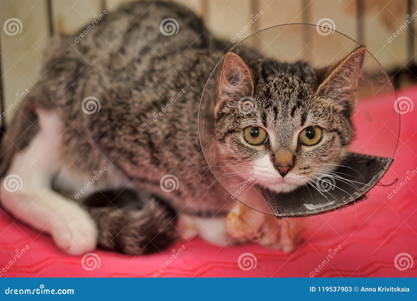 Cat Wearing a Funnel Collar Stock Image - Image of away, looking: 119537903