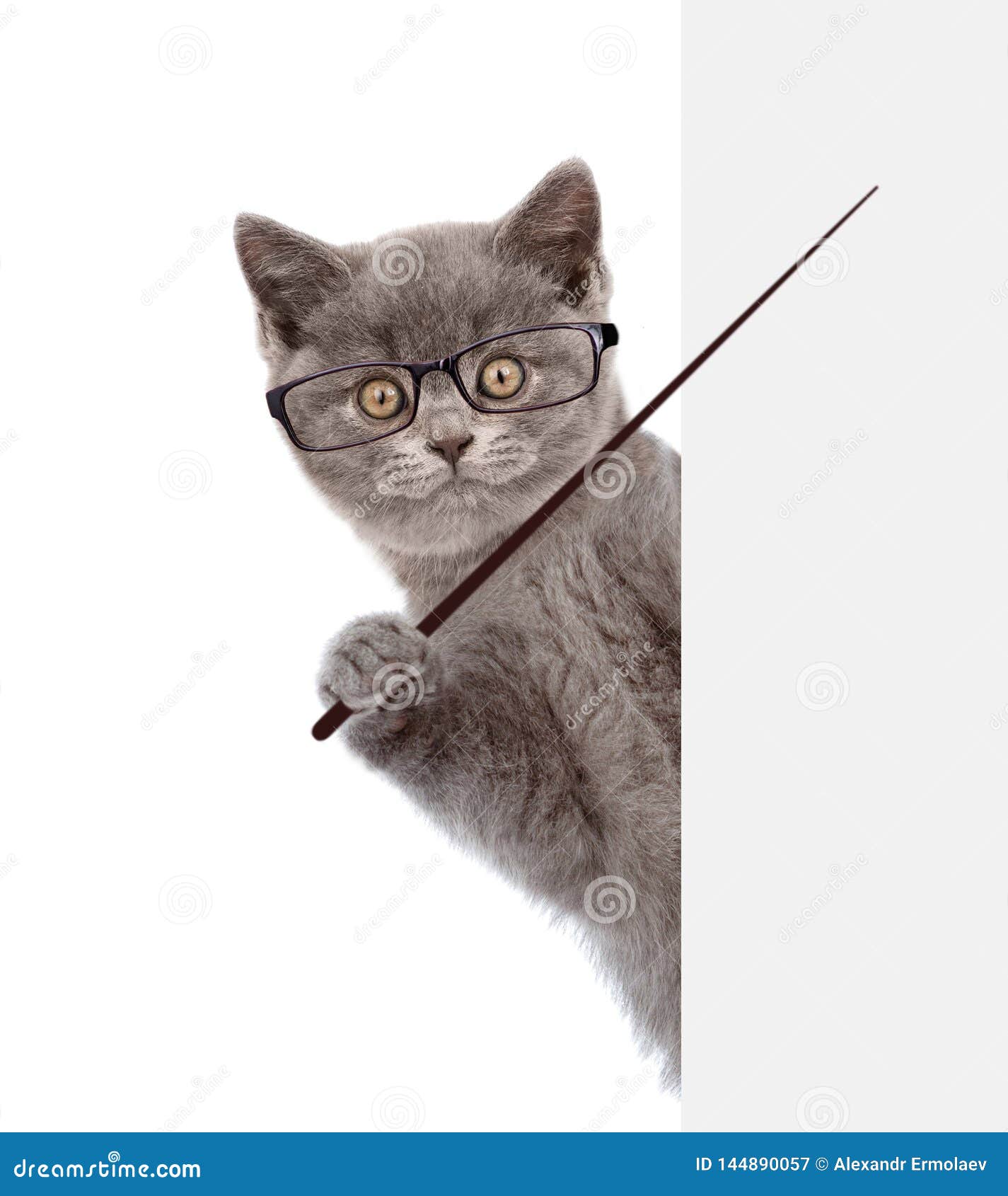 Cat Wearing Glasses Holding A Pointing Stick And Points On Empty Banner ...