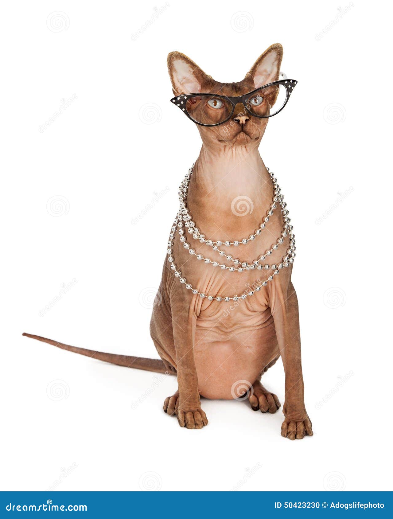 Cat Wearing Glasses Sin Pelo Divertida Foto de archivo - Imagen de ...