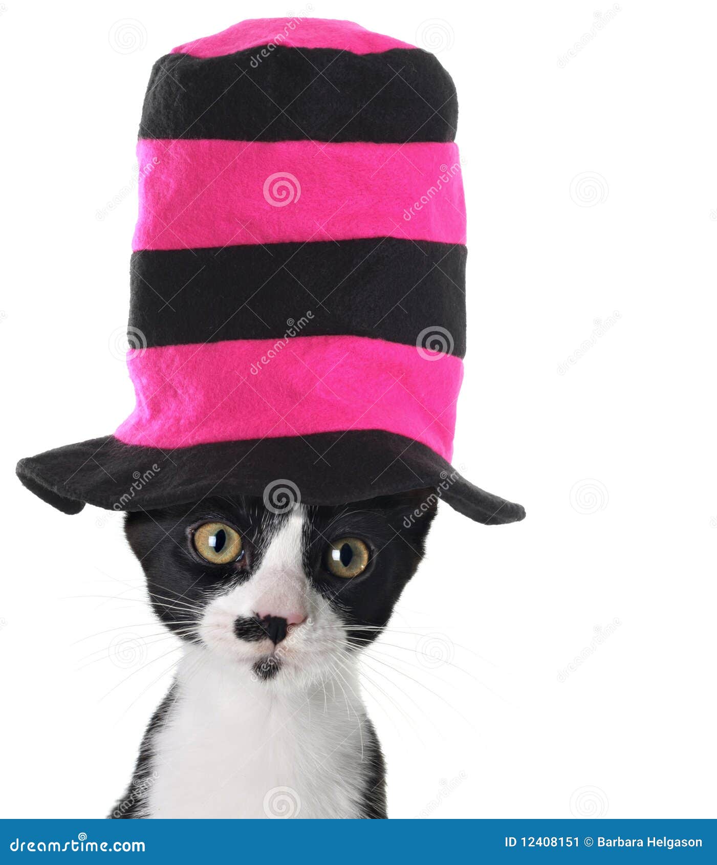Cat wearing a hat stock image. Image of domestic, creature - 12408151