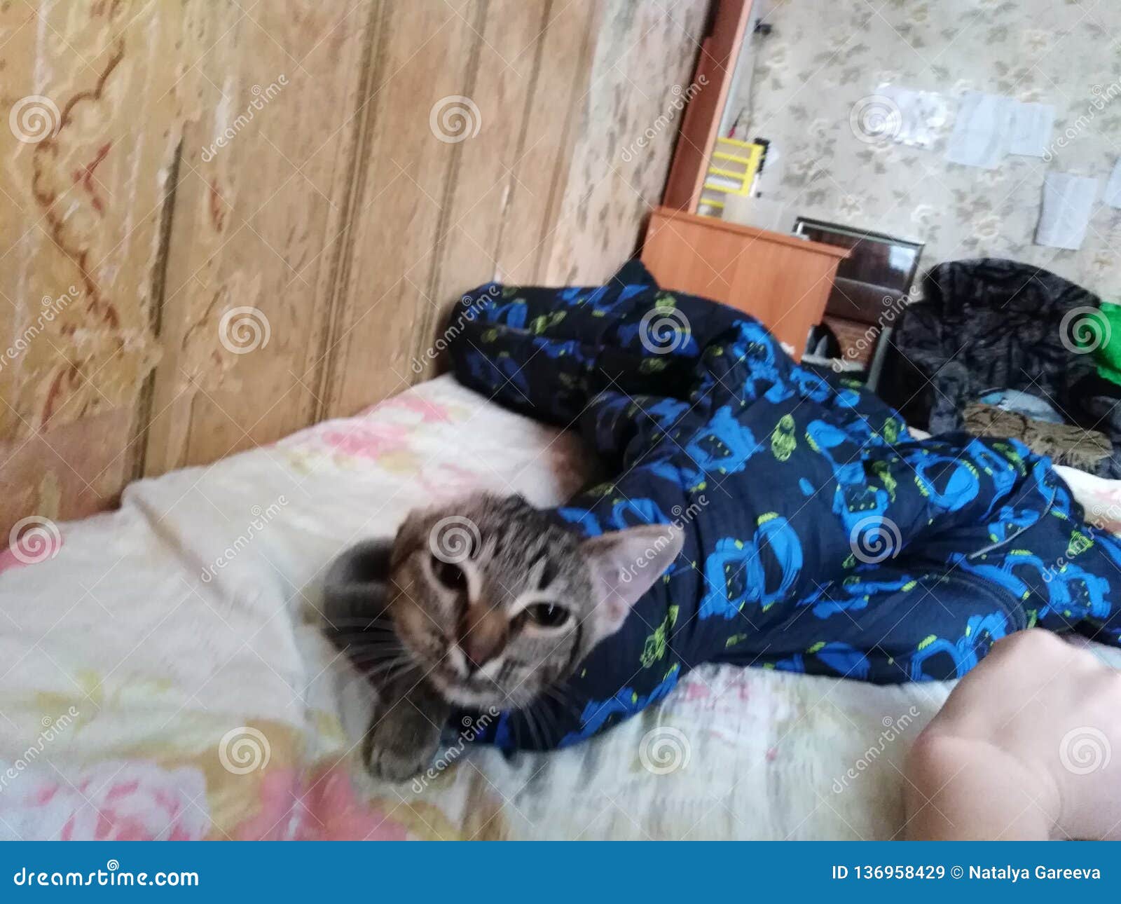 Cat is in a kid cloth stock image. Image of wearing - 136958429