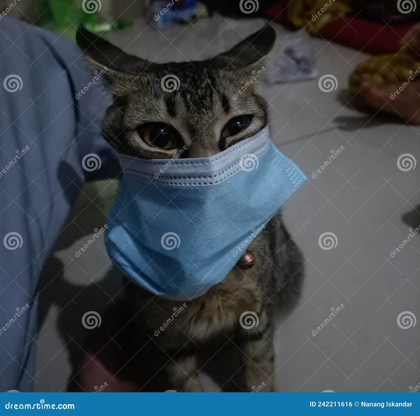 Cat wearing a mask stock photo. Image of textile, mammal - 242211616
