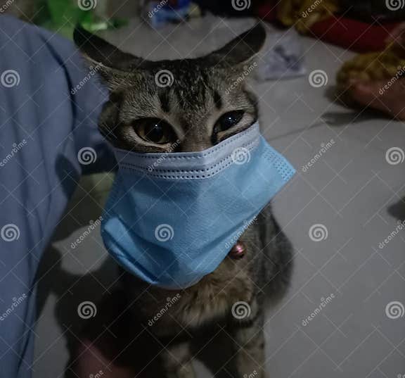 Cat wearing a mask stock photo. Image of textile, mammal - 242211616