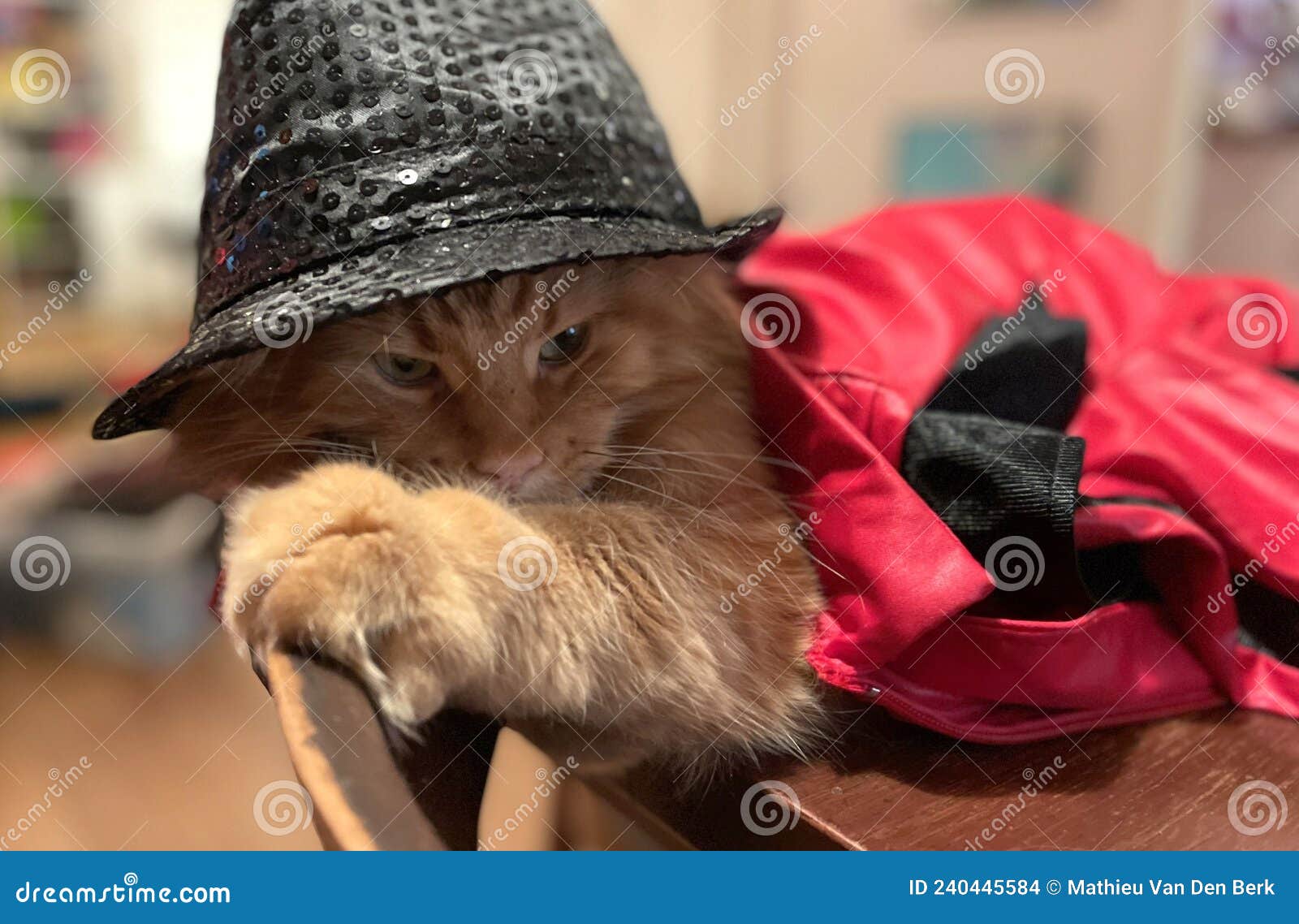 Cat Wearing a Michael Jackson Jacket and Hat Stock Photo - Image of ...