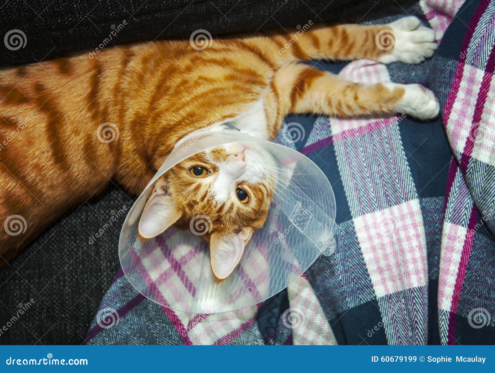 Cat wearing neck cone stock image. Image of animal, close - 60679199