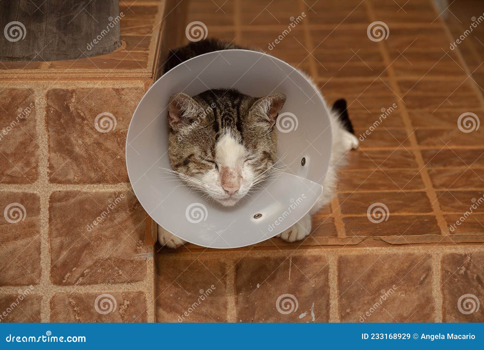 A Cat Wearing a Protective Cone. Stock Image - Image of feline, head ...