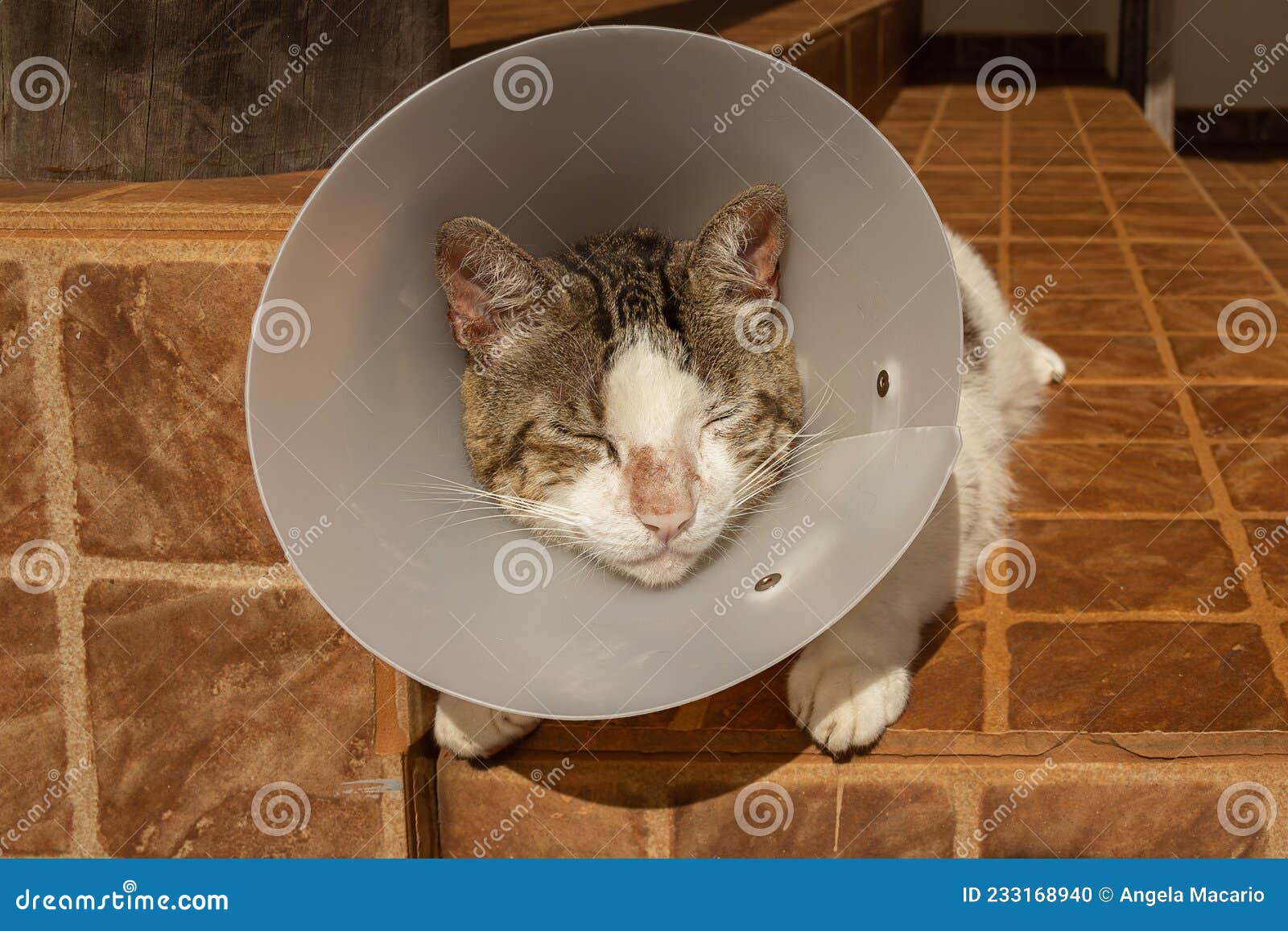 A Cat Wearing a Protective Cone. Stock Photo - Image of disease, ground ...