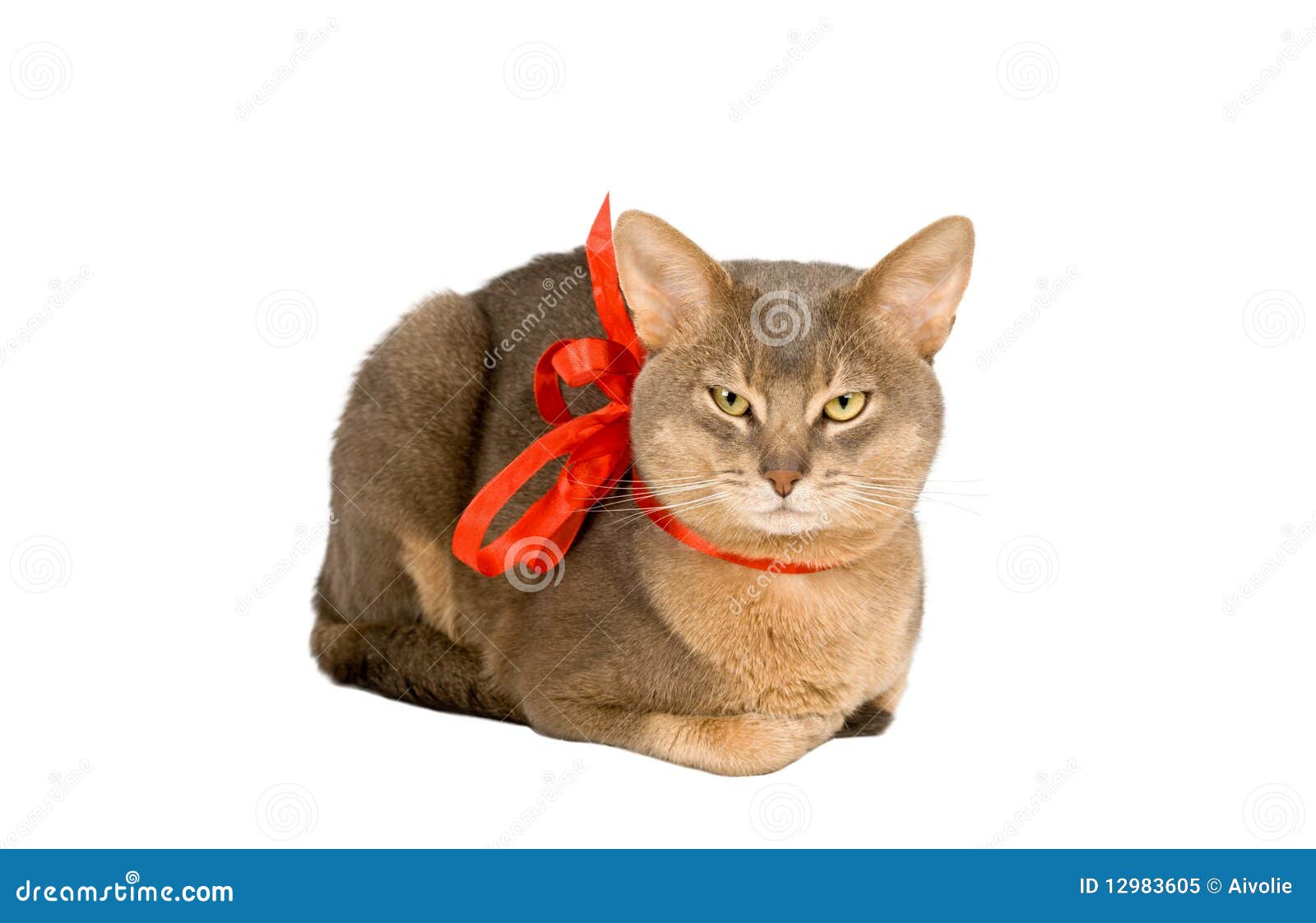 Cat wearing red bow stock image. Image of white, indoor - 12983605