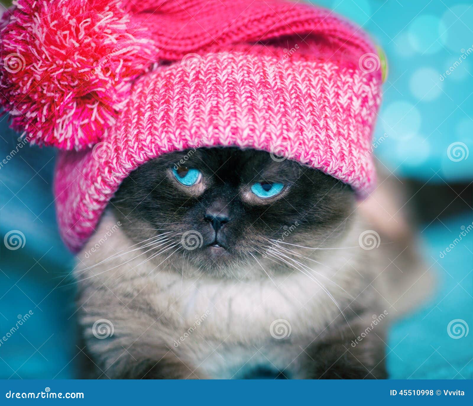 Cat wearing red hat stock photo. Image of clothes, accessories - 45510998