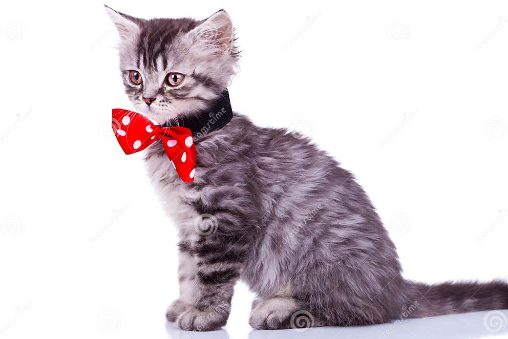 Cat wearing red neck bow stock photo. Image of soft, purr - 22957580