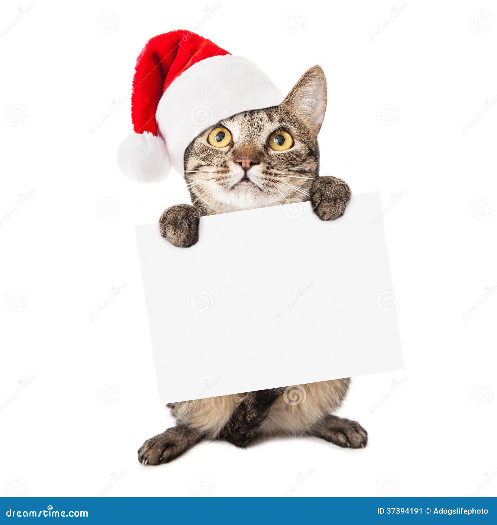 Cat Wearing Santa Hat Carrying Blank Sign Stock Image - Image of ...