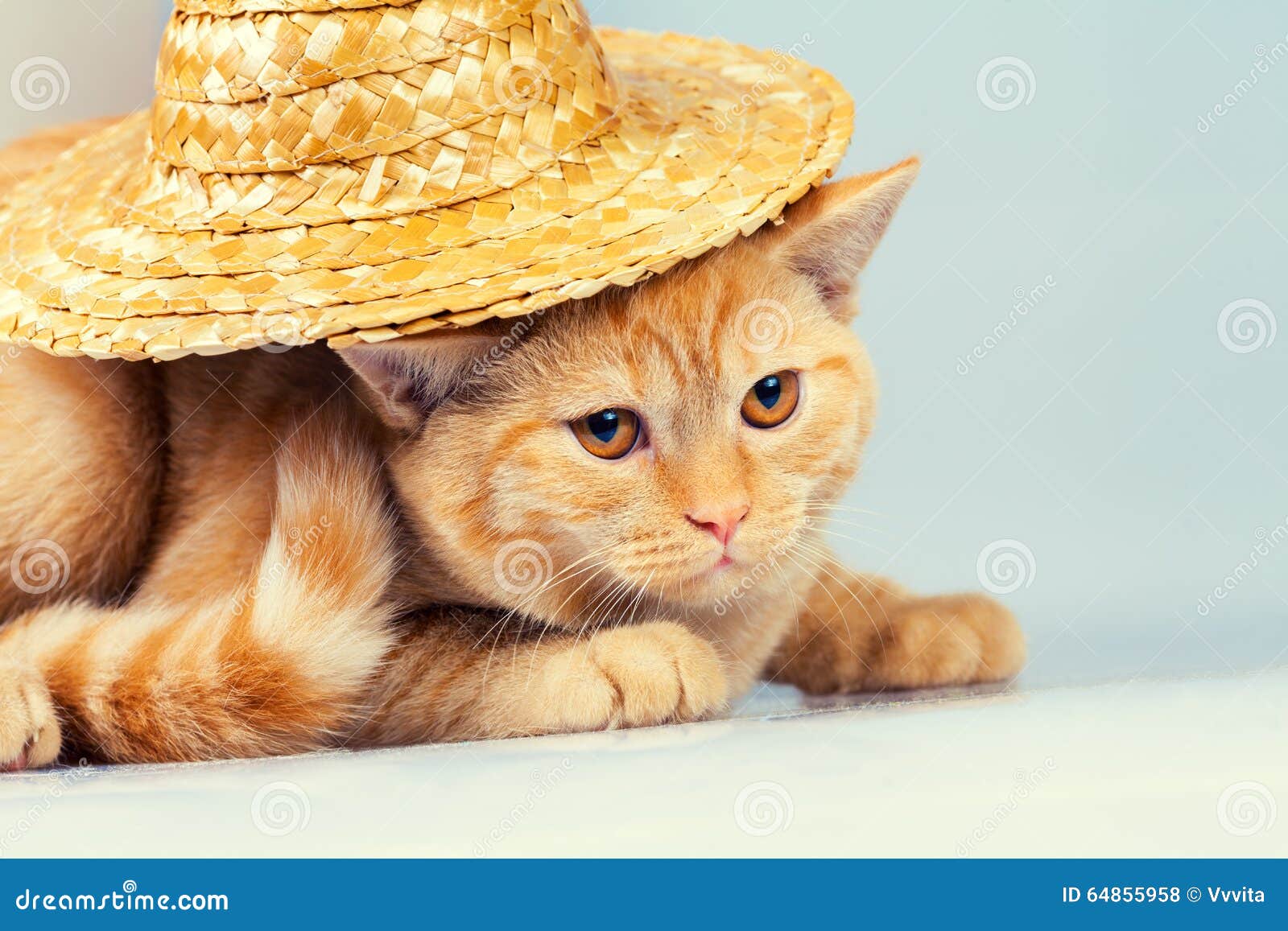 Cat wearing straw hat stock photo. Image of british, kitty - 64855958