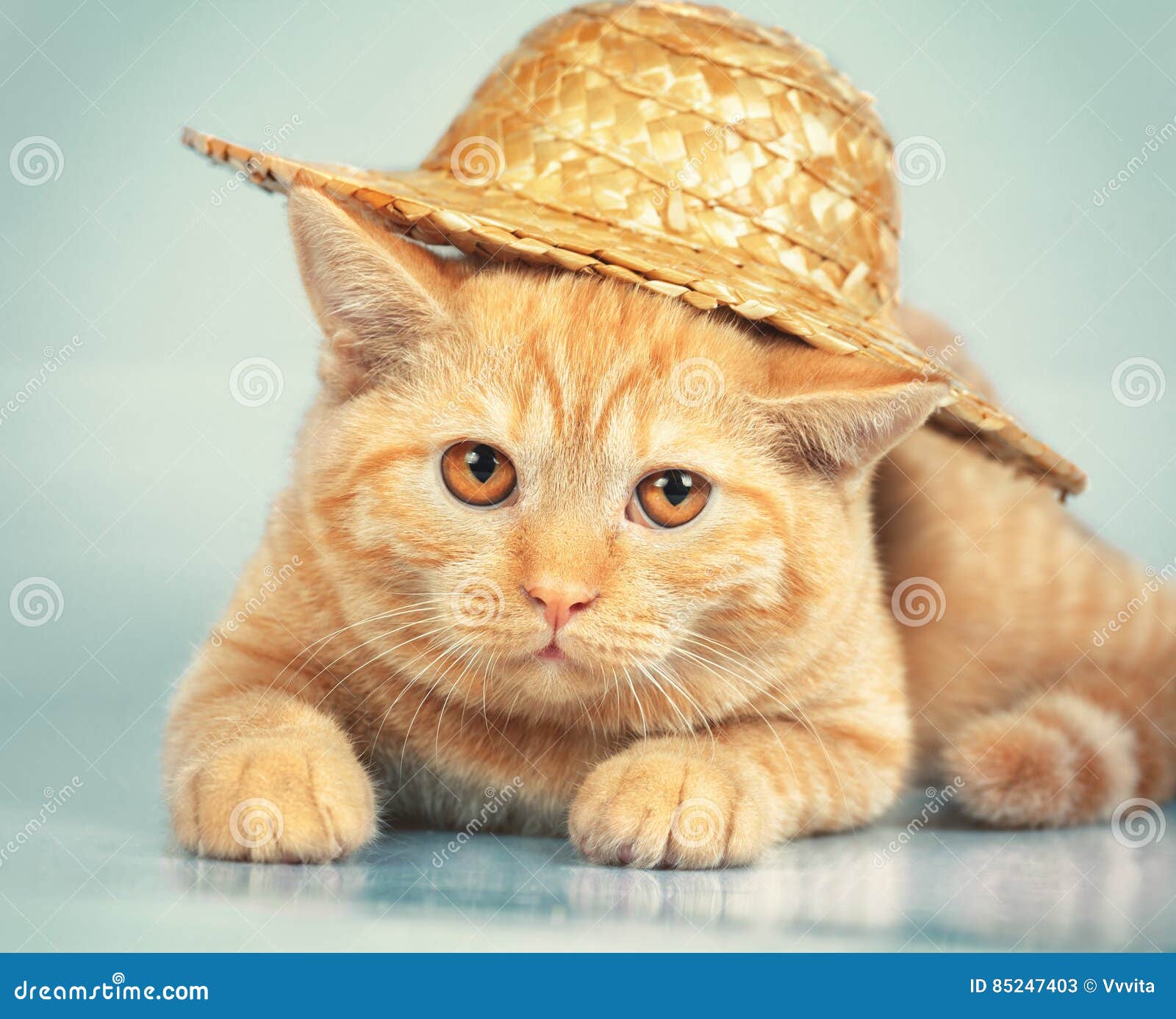 Cat wearing straw hat stock image. Image of beautiful - 85247403