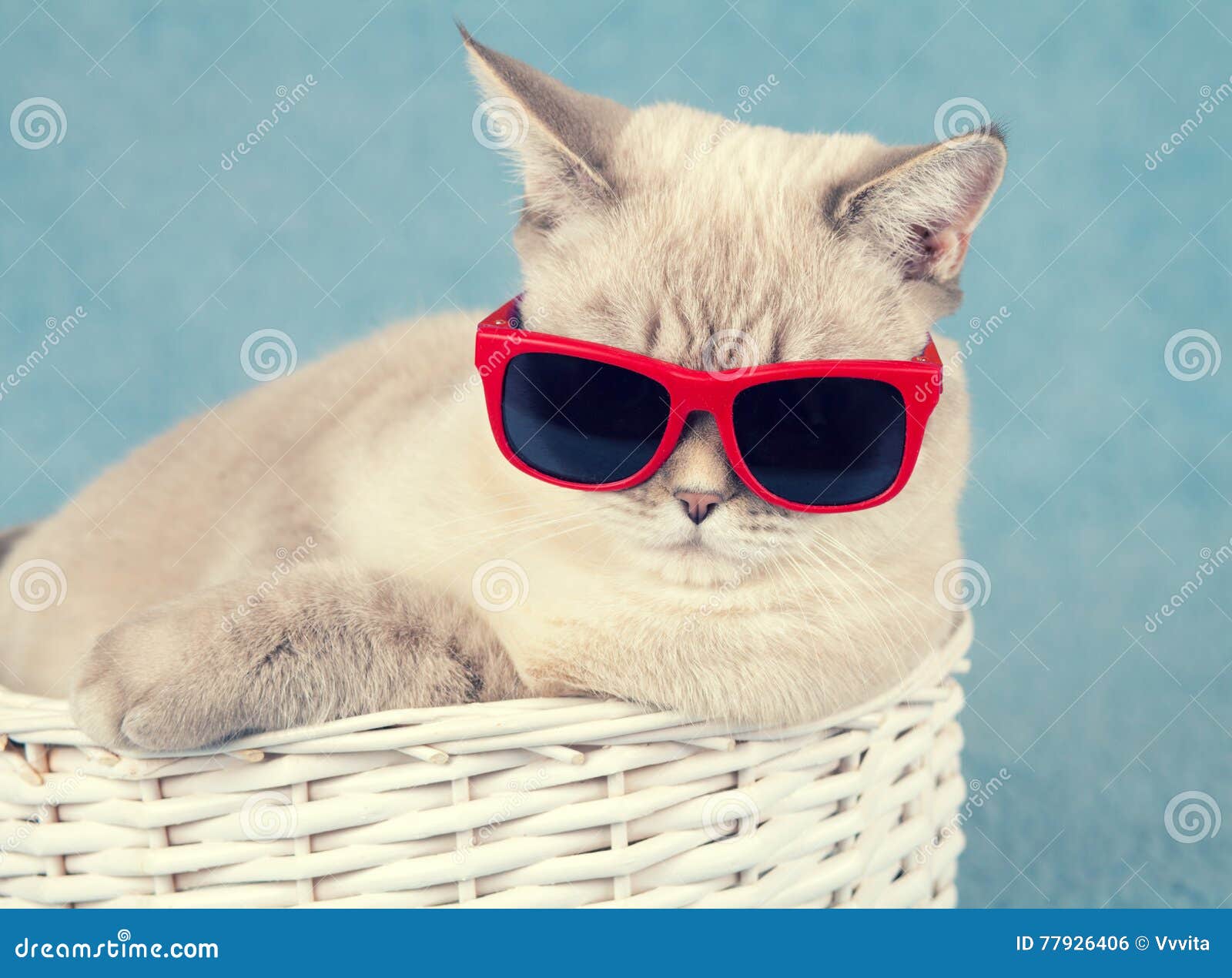 Cat wearing sunglasses stock photo. Image of basket, carnivore - 77926406