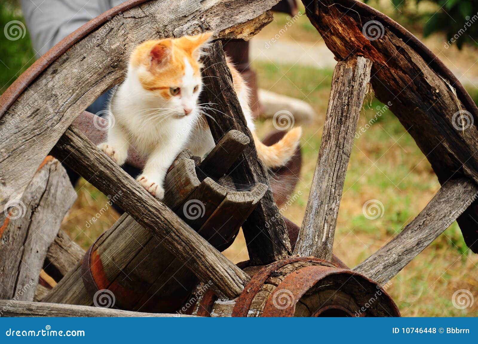 Cat in a wheel stock photo. Image of ride, feline, carnivore - 10746448