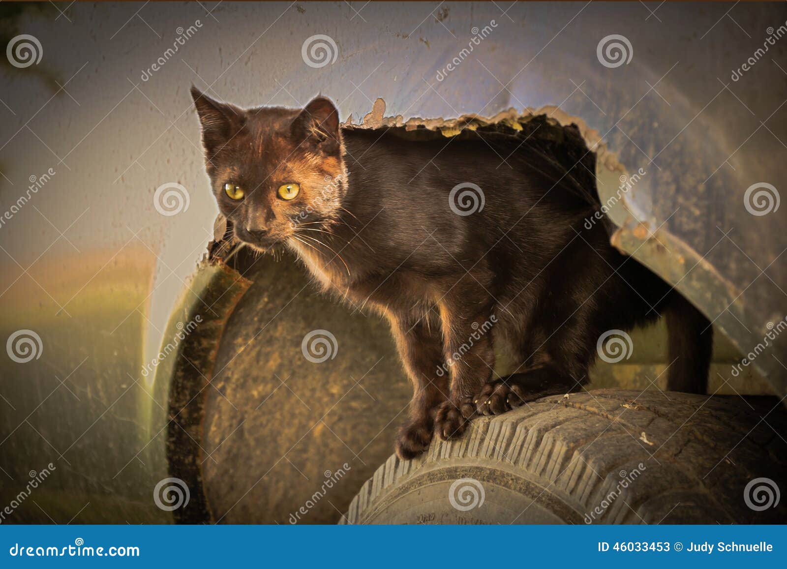 Cat in a Wheel Well stock image. Image of hiding, mammal - 46033453