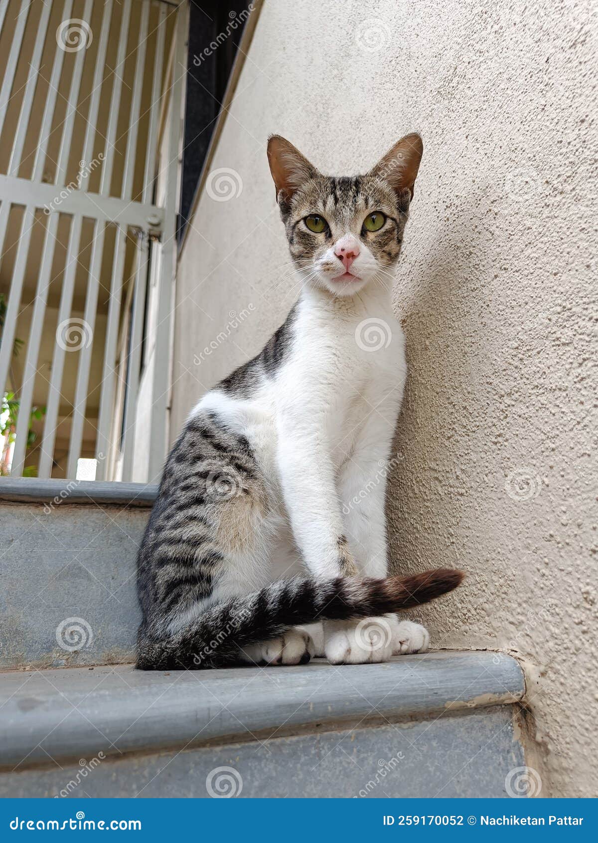 Cat Which is Looking for Something Stock Photo - Image of nose ...