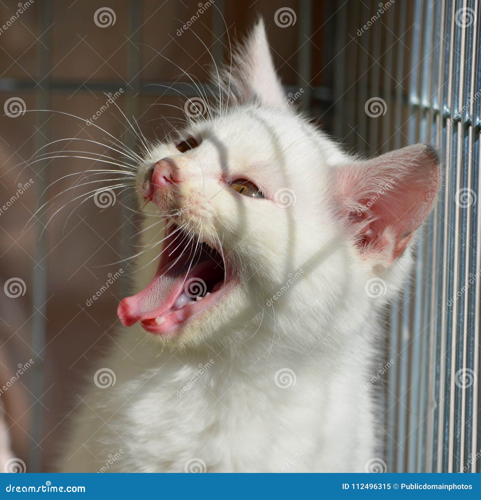 Cat, Whiskers, Facial Expression, Yawn Picture. Image: 112496315