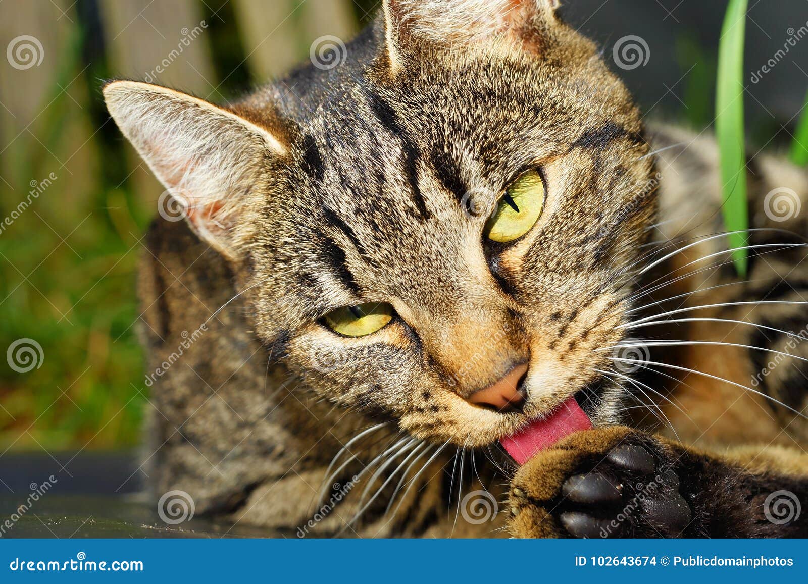 Cat, Whiskers, Fauna, Mammal Picture. Image: 102643674