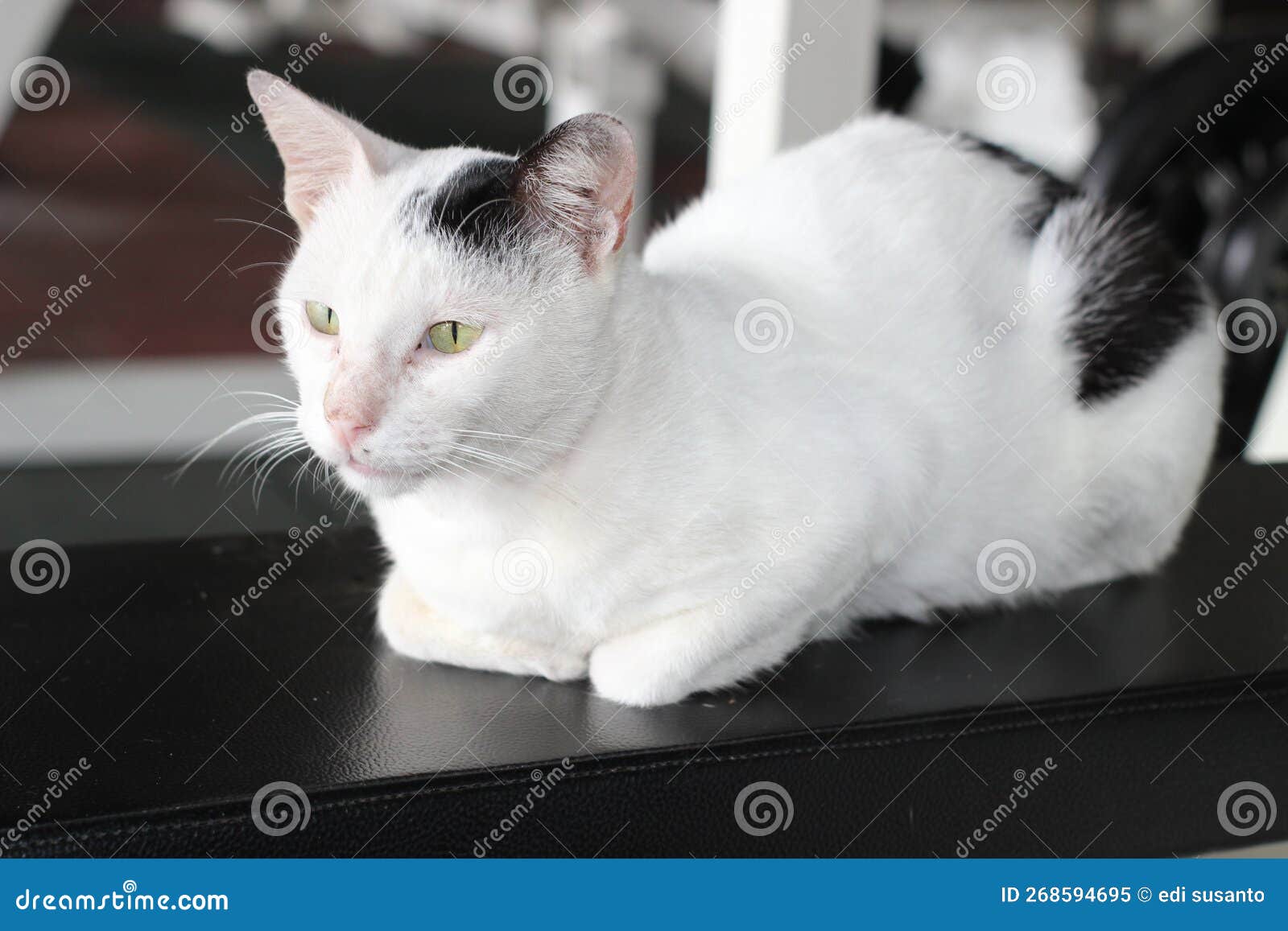 Cat white stock image. Image of whit, cute, putih, white - 268594695