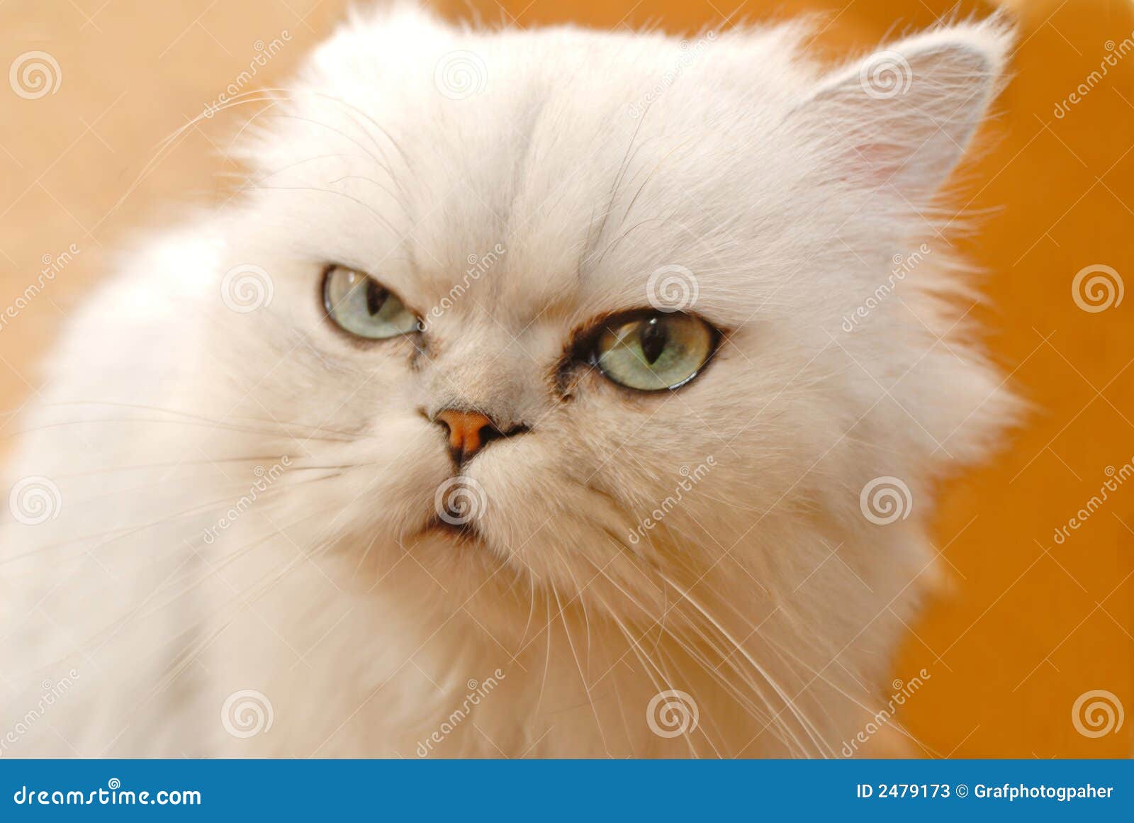 Cat white stock image. Image of hesitant, scared, domestic - 2479173