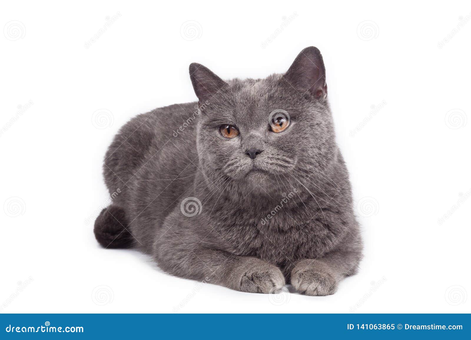 British Cat Lying Isolated On White Background. Young Shorthair Cat ...