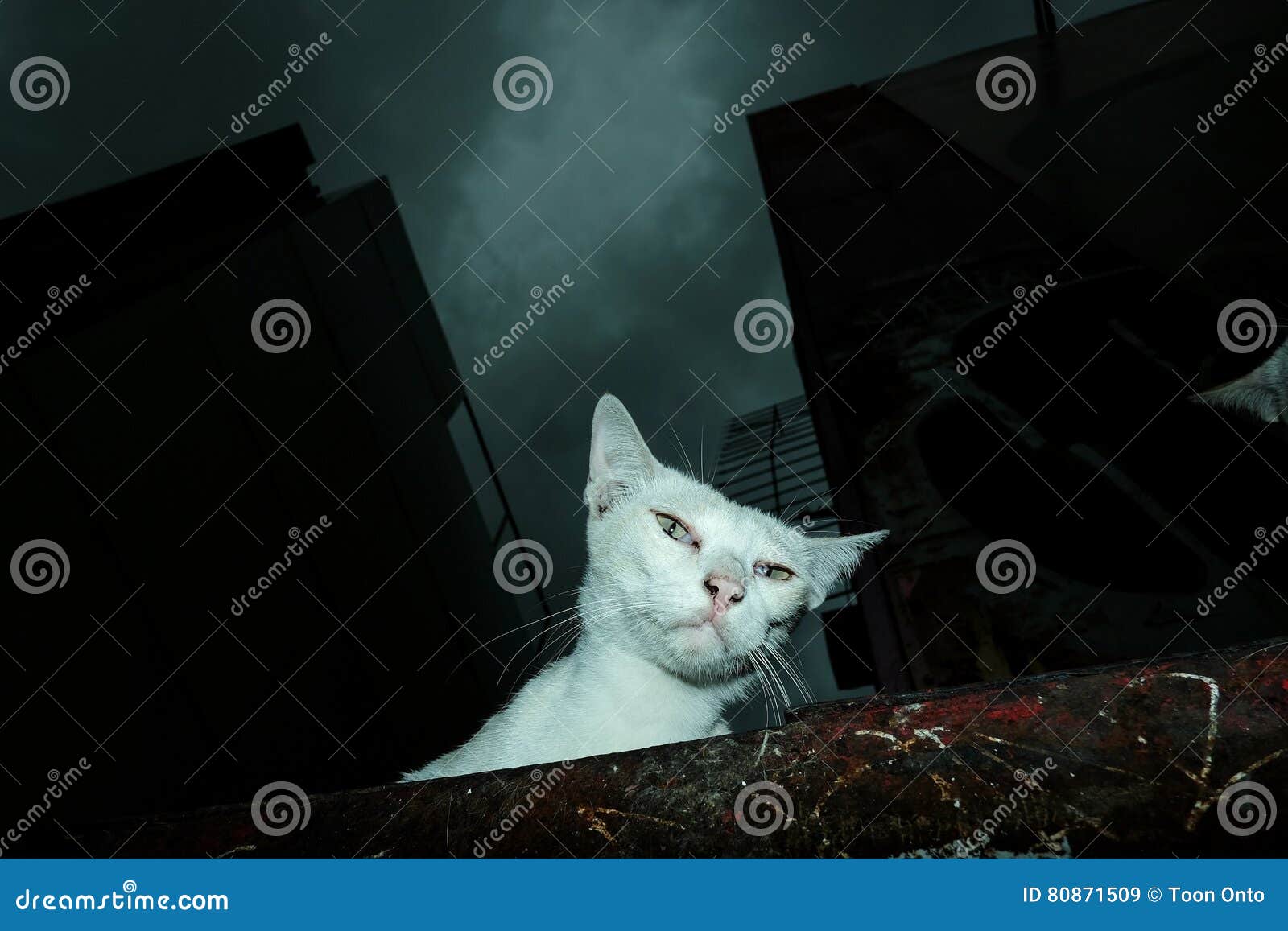 Cat stock image. Image of white, caught, black, storm - 80871509