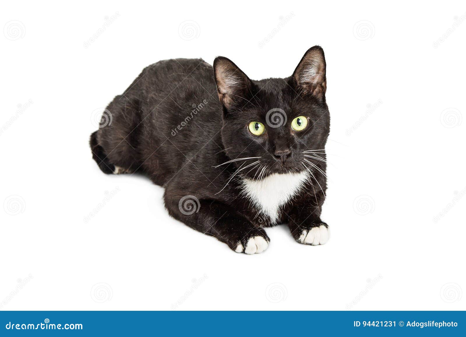 Cat with White Chest Lying Noire Vers Le Bas Image stock - Image du ...