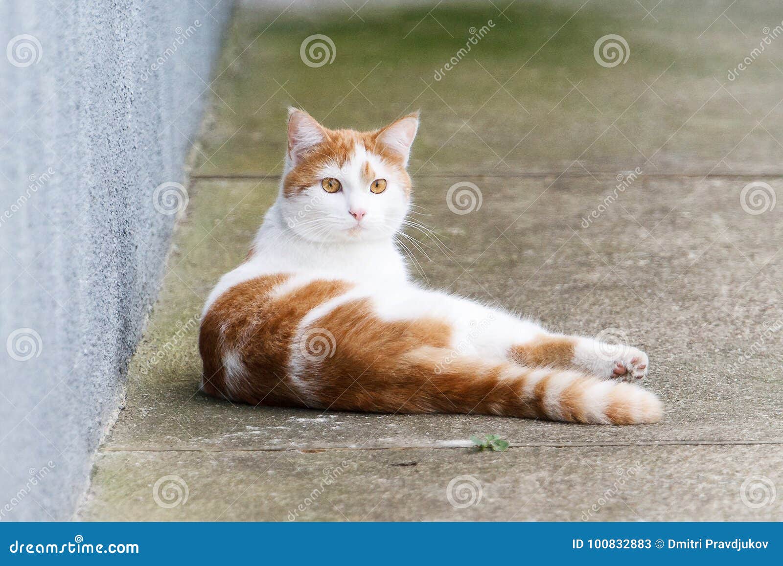 Cat. White Kitten with Red Stops Walking Outdoors. Stock Image - Image ...