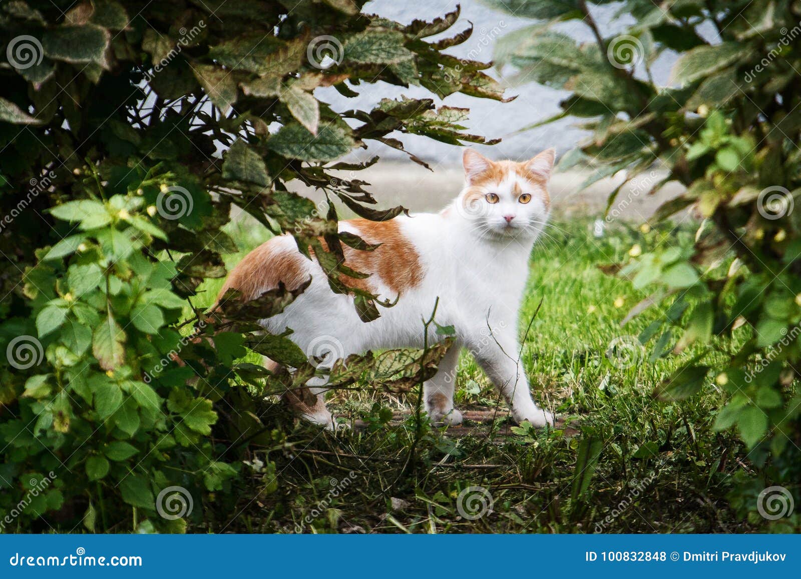 Cat. White Kitten with Red Stops Walking Outdoors. Stock Photo - Image ...