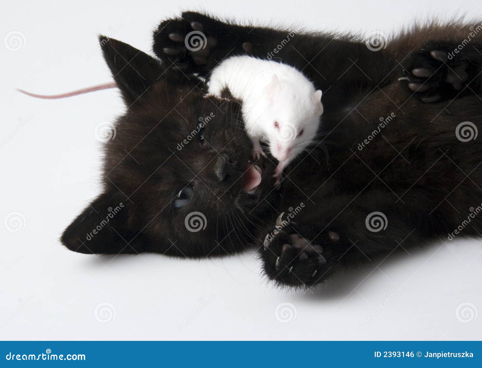 Cat & White mouse stock photo. Image of eyes, claw - 2393146