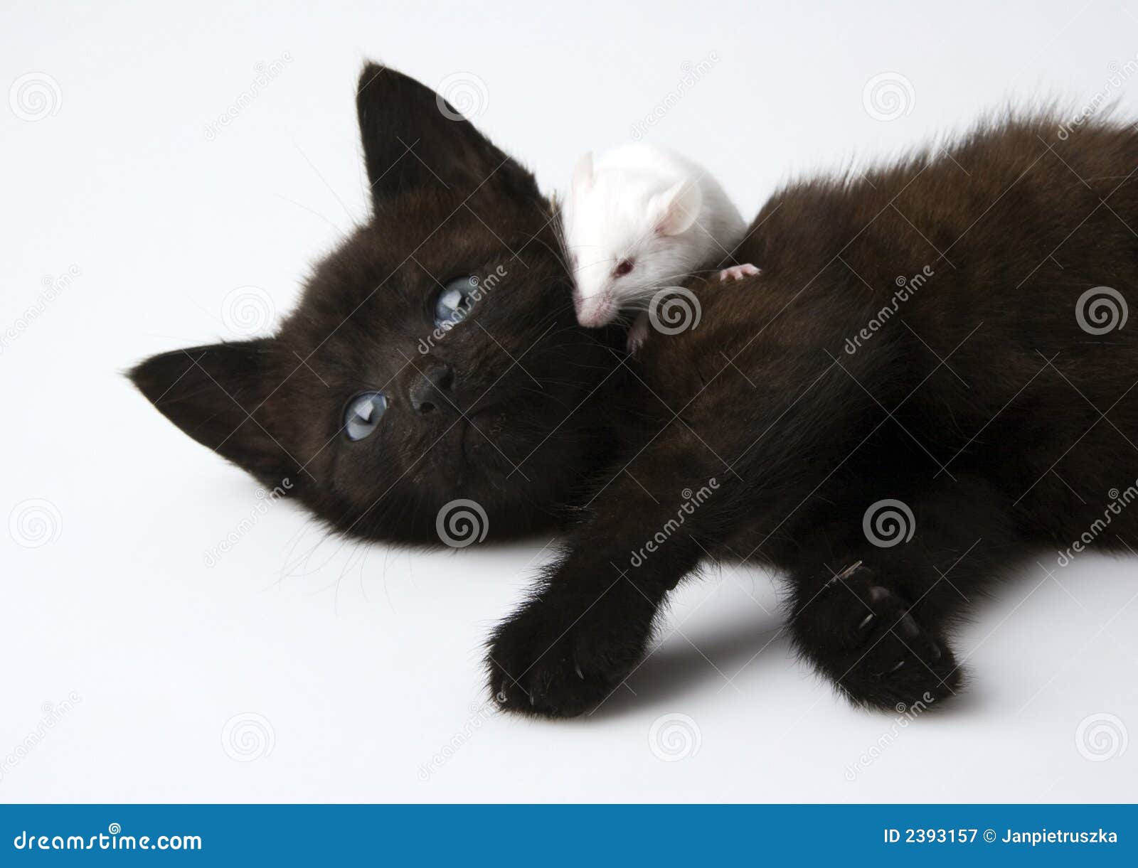 Cat & White mouse stock image. Image of mouse, shorthair - 2393157
