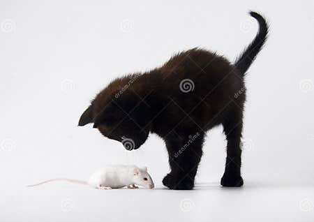 Cat & White mouse stock image. Image of brown, catus - 2393171