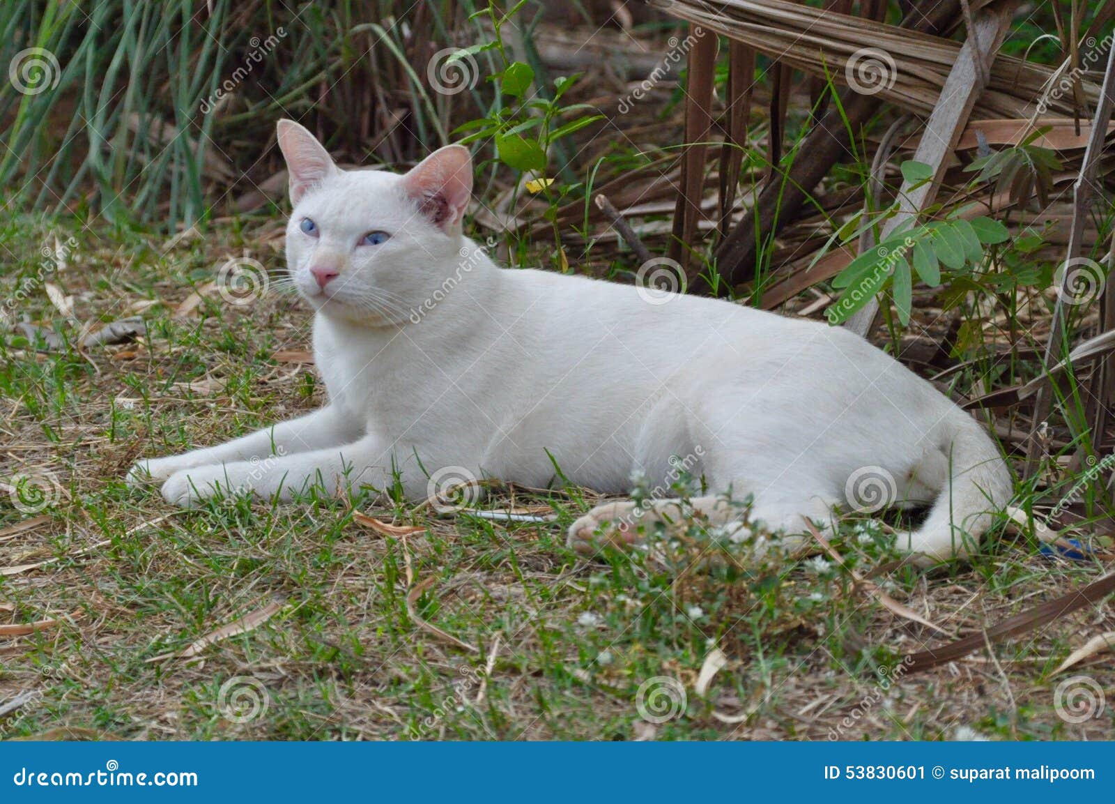 Cat stock image. Image of bigcat, animal, whitecat, white - 53830601