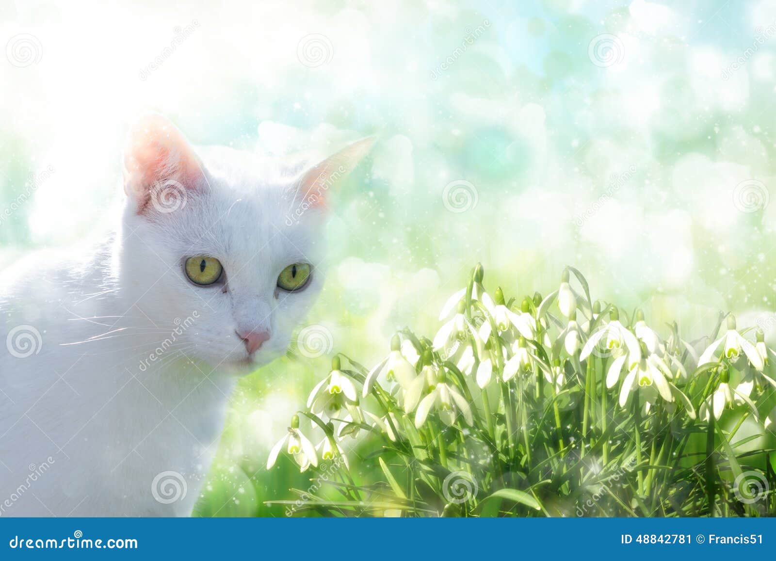 Cat stock image. Image of bloom, domestic, color, background - 48842781