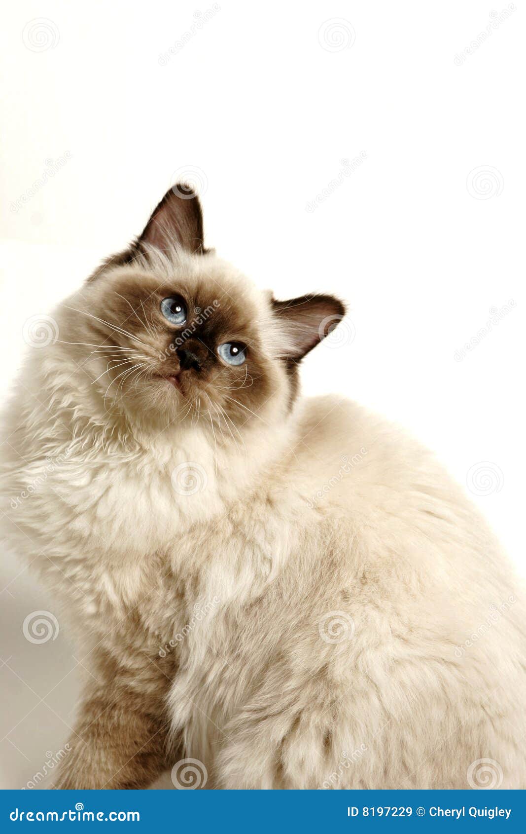Cat on White with Soft Shadow Stock Image - Image of burmese, eyes: 8197229