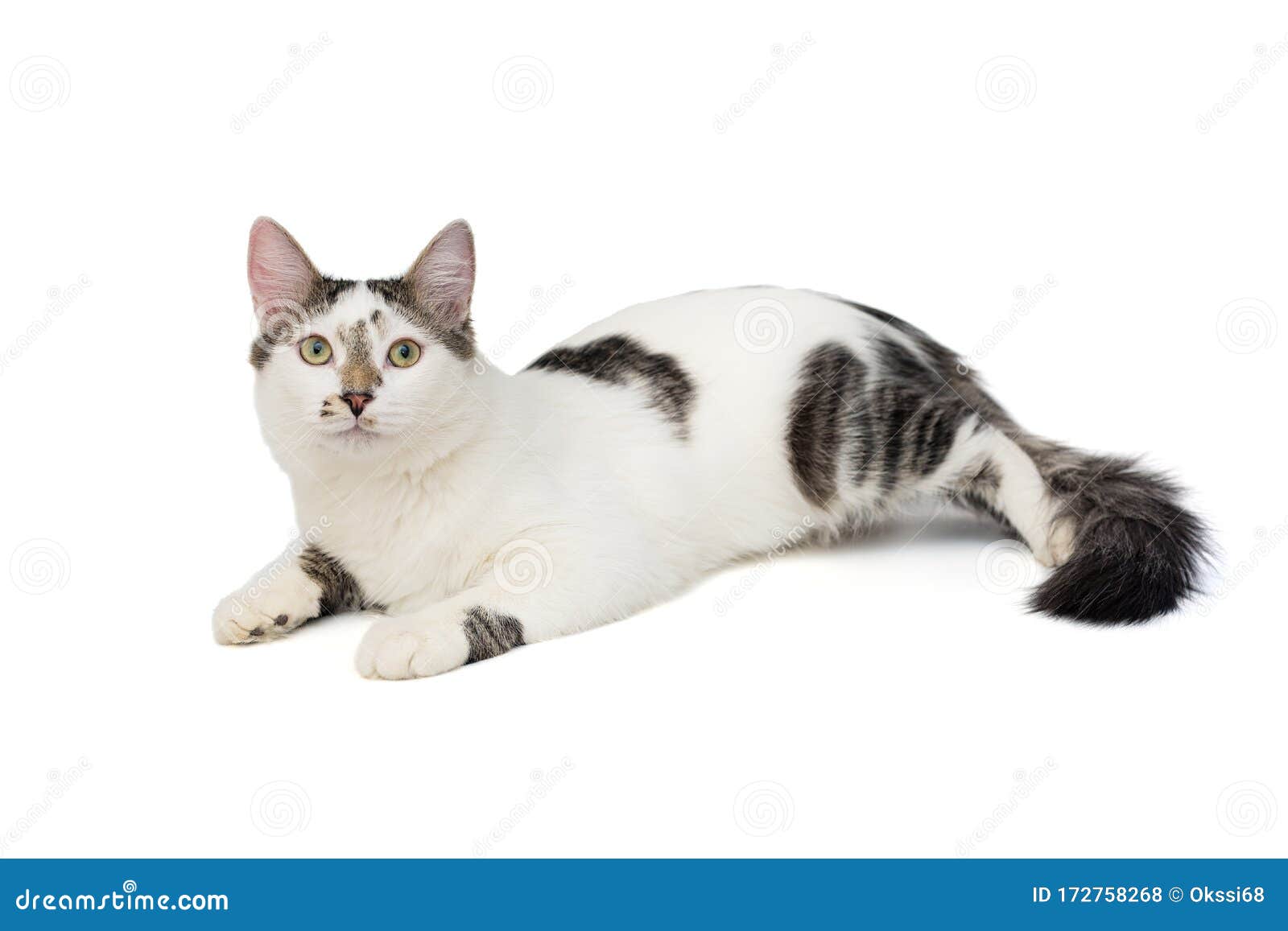 Cat is white with spots stock photo. Image of playful - 172758268