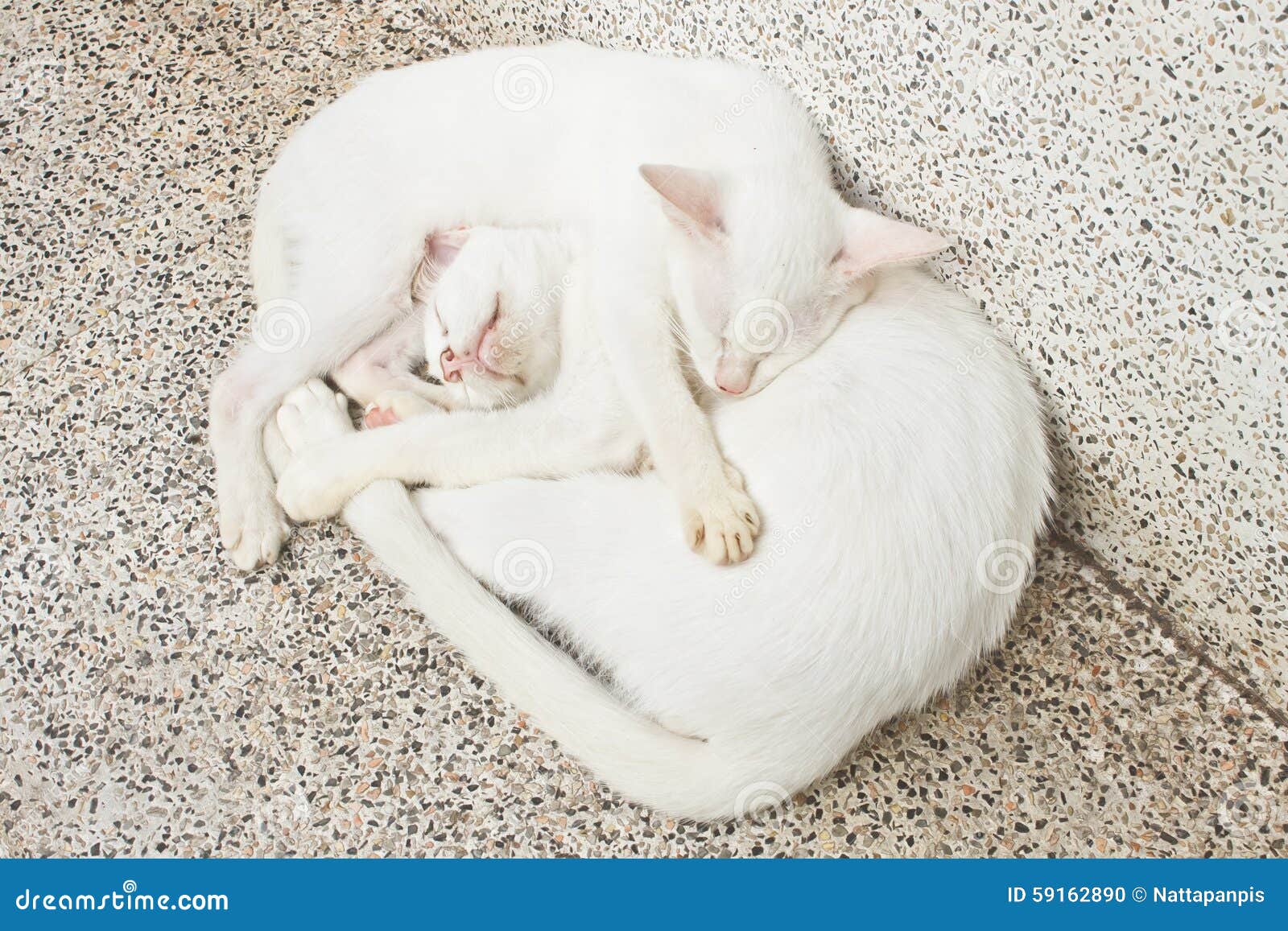 Cat stock photo. Image of sleep, animal, cats, pets, white - 59162890