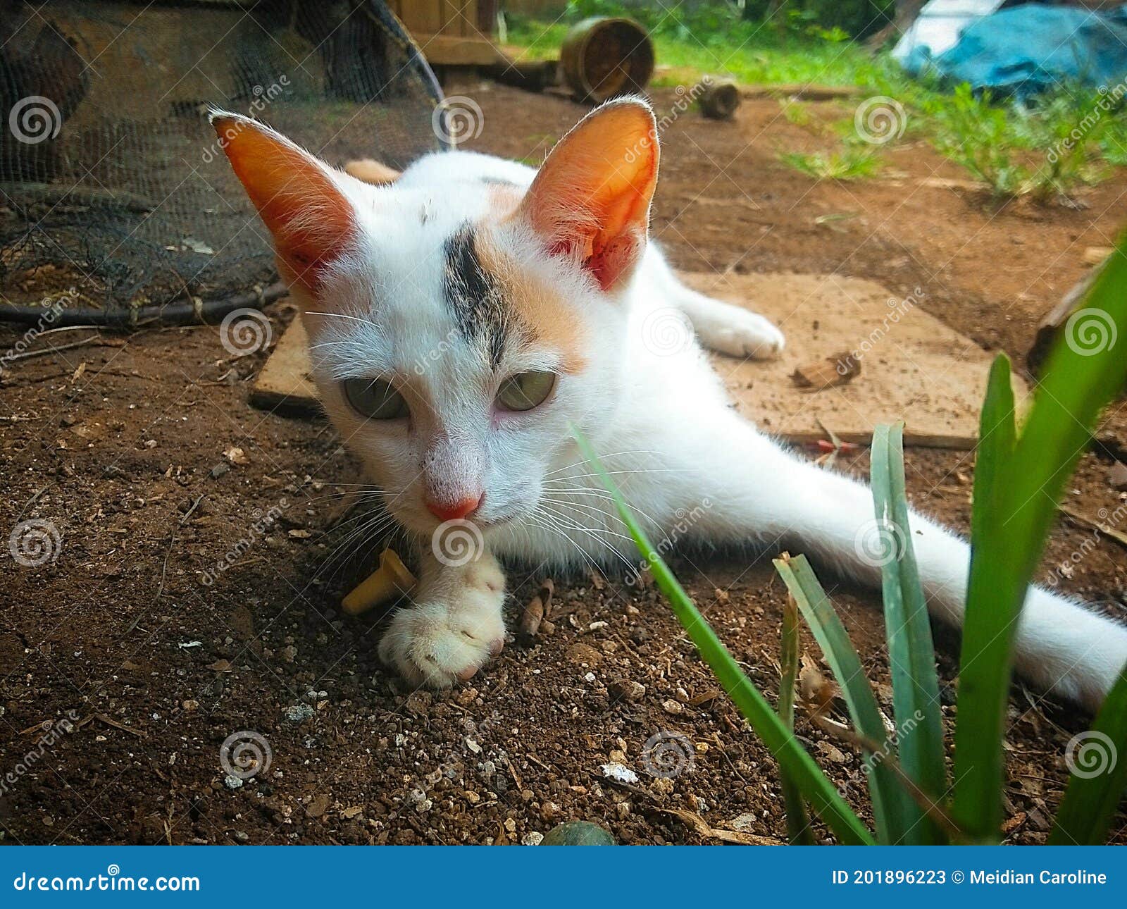 A Cat Who is Lamenting Fate Stock Image - Image of animal, cute: 201896223