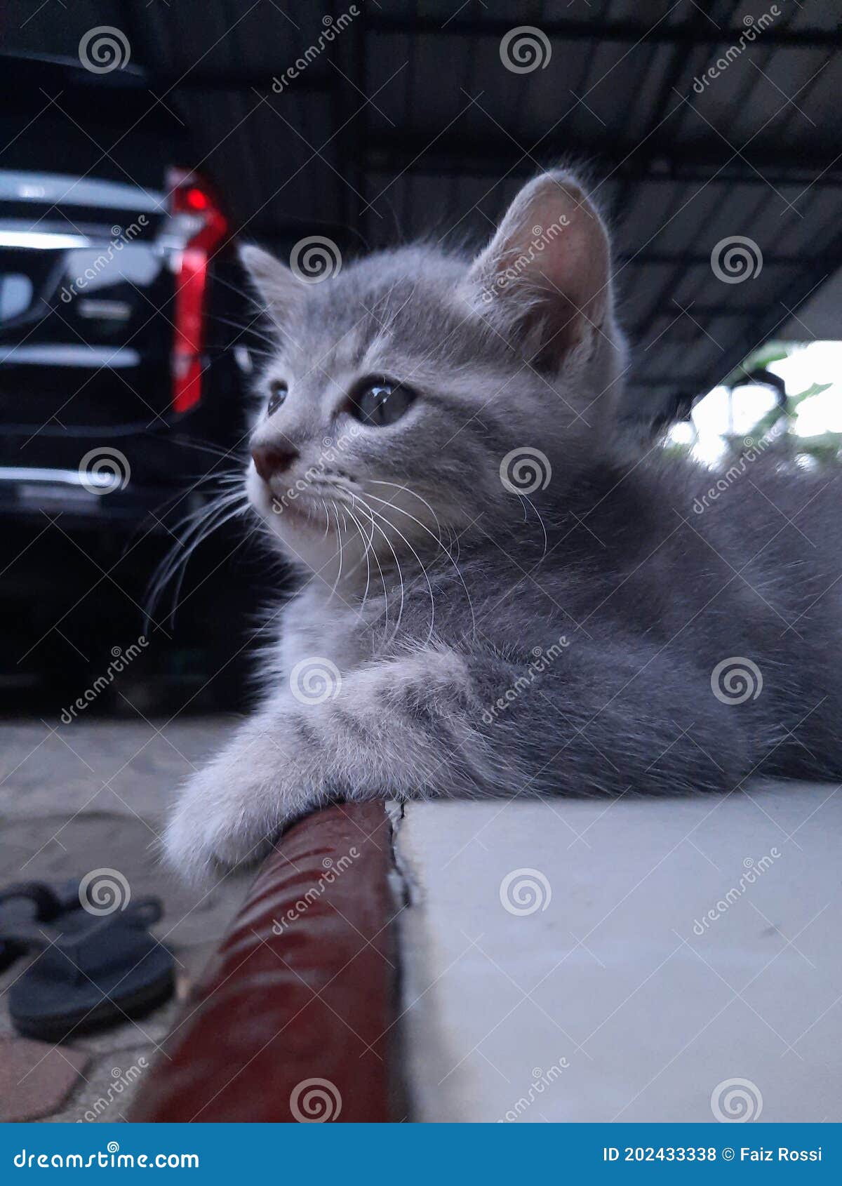 A Cat Who is Pensive in the Afternoon Stock Photo - Image of aesthetic ...