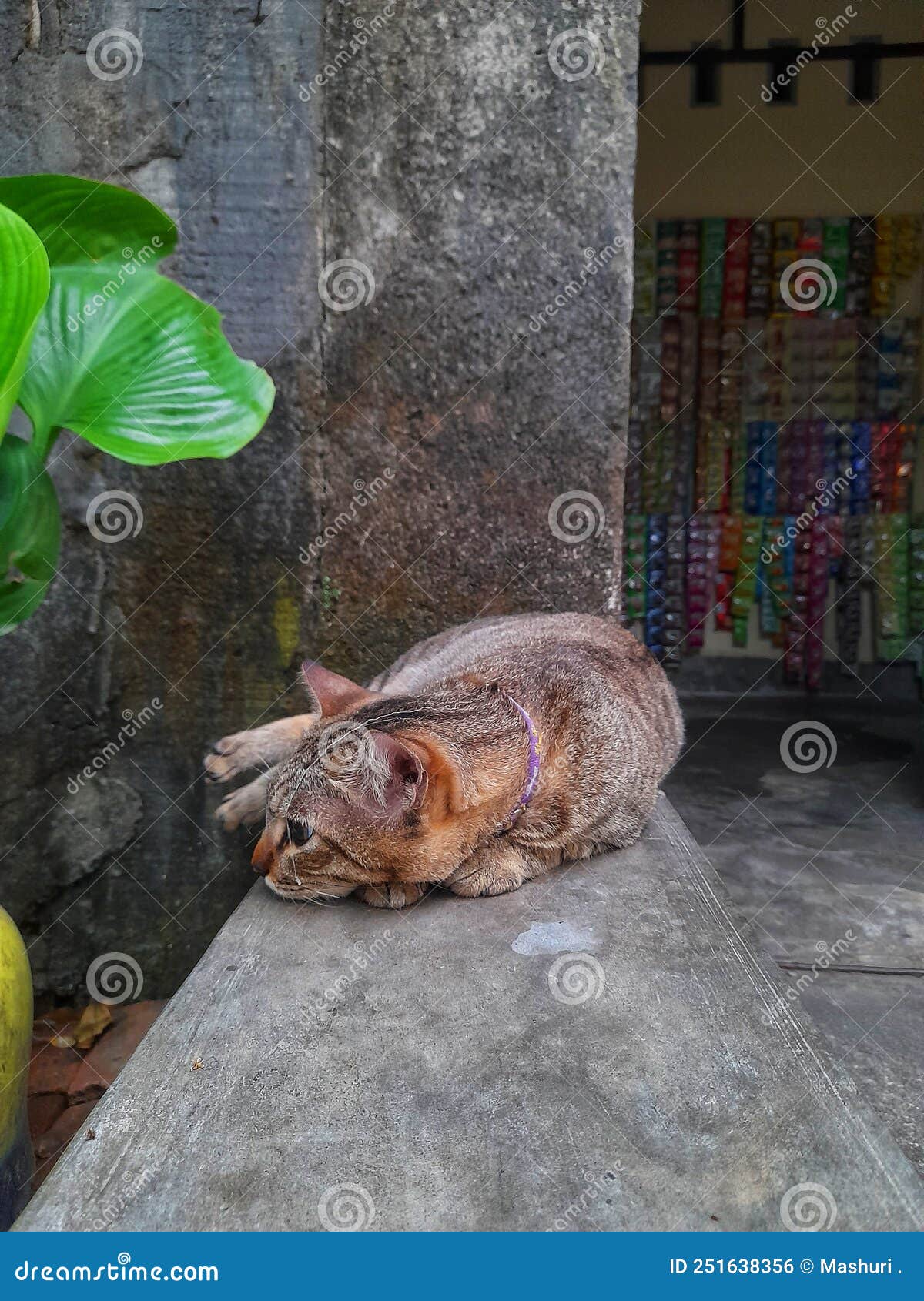 A Cat Who is Resting in Front of the House Stock Photo - Image of front ...